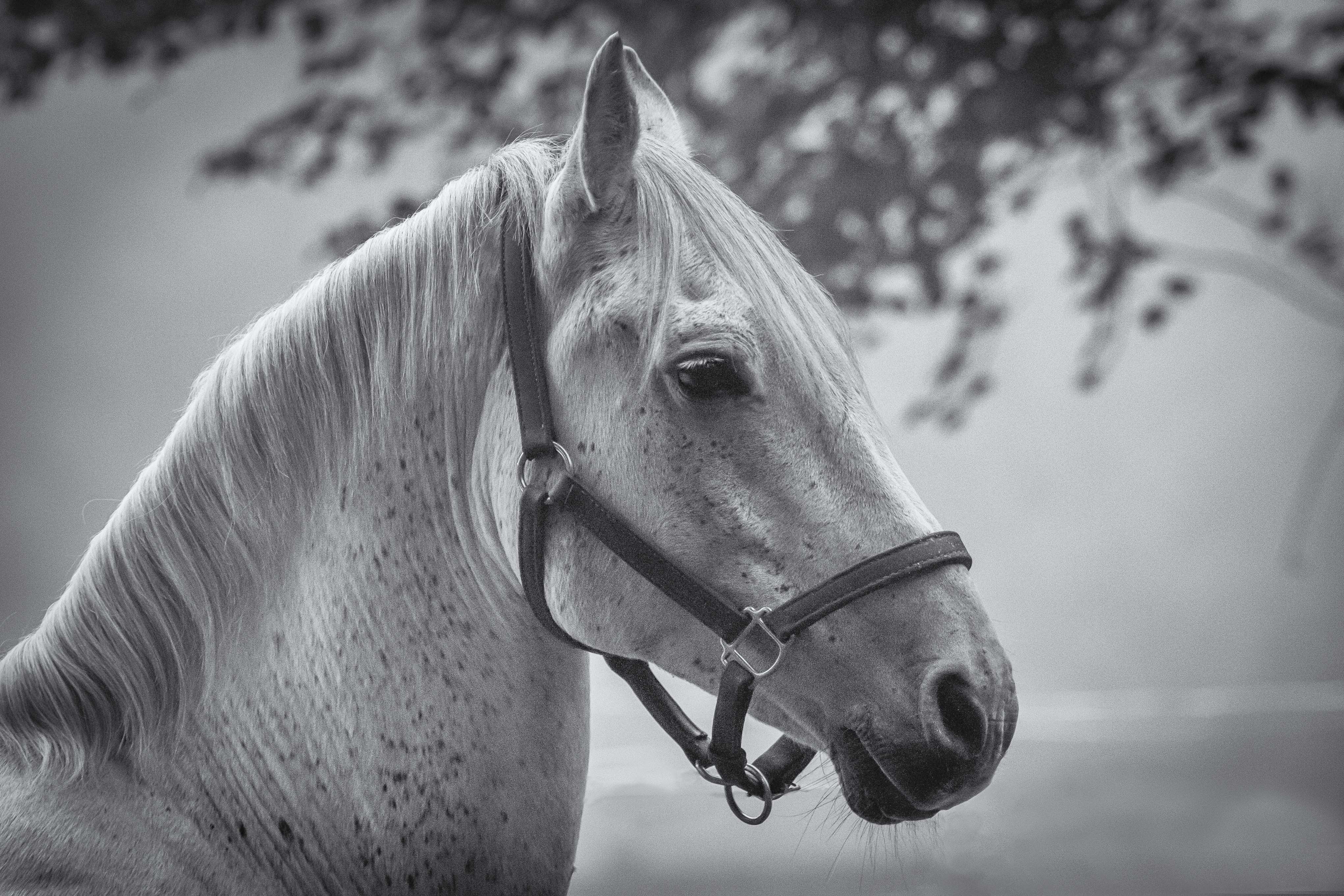 Sponsorship – Sky Farm Riding Stables